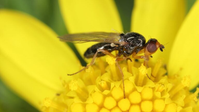 How to Identify, Control, and Prevent Carrot Fly