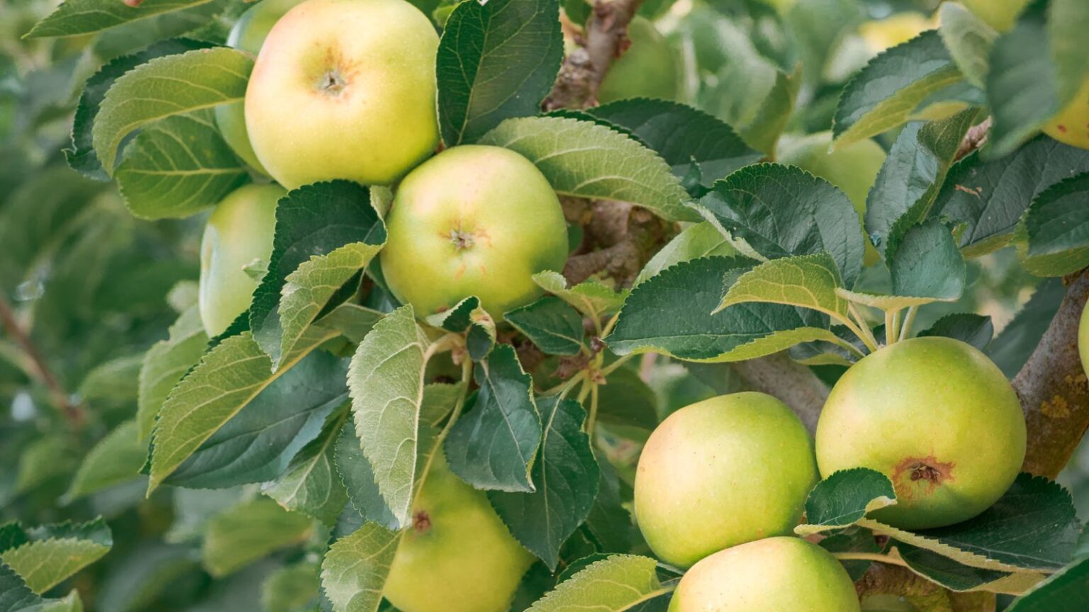 75 Heirloom Apples You’ve Probably Never Heard Of - Epic Gardening