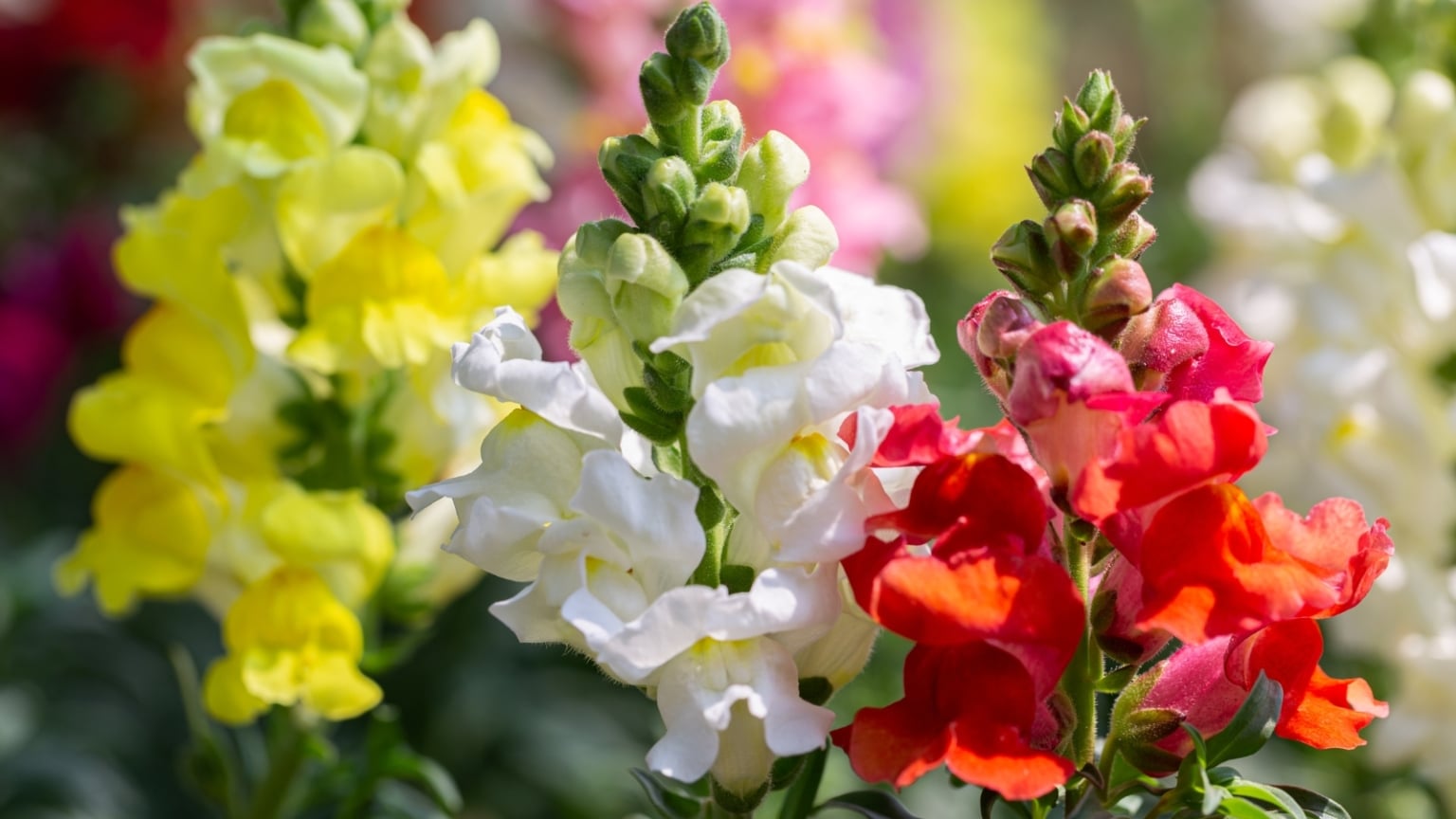 23 Easy Beginner Flowers You Can Still Plant This Year