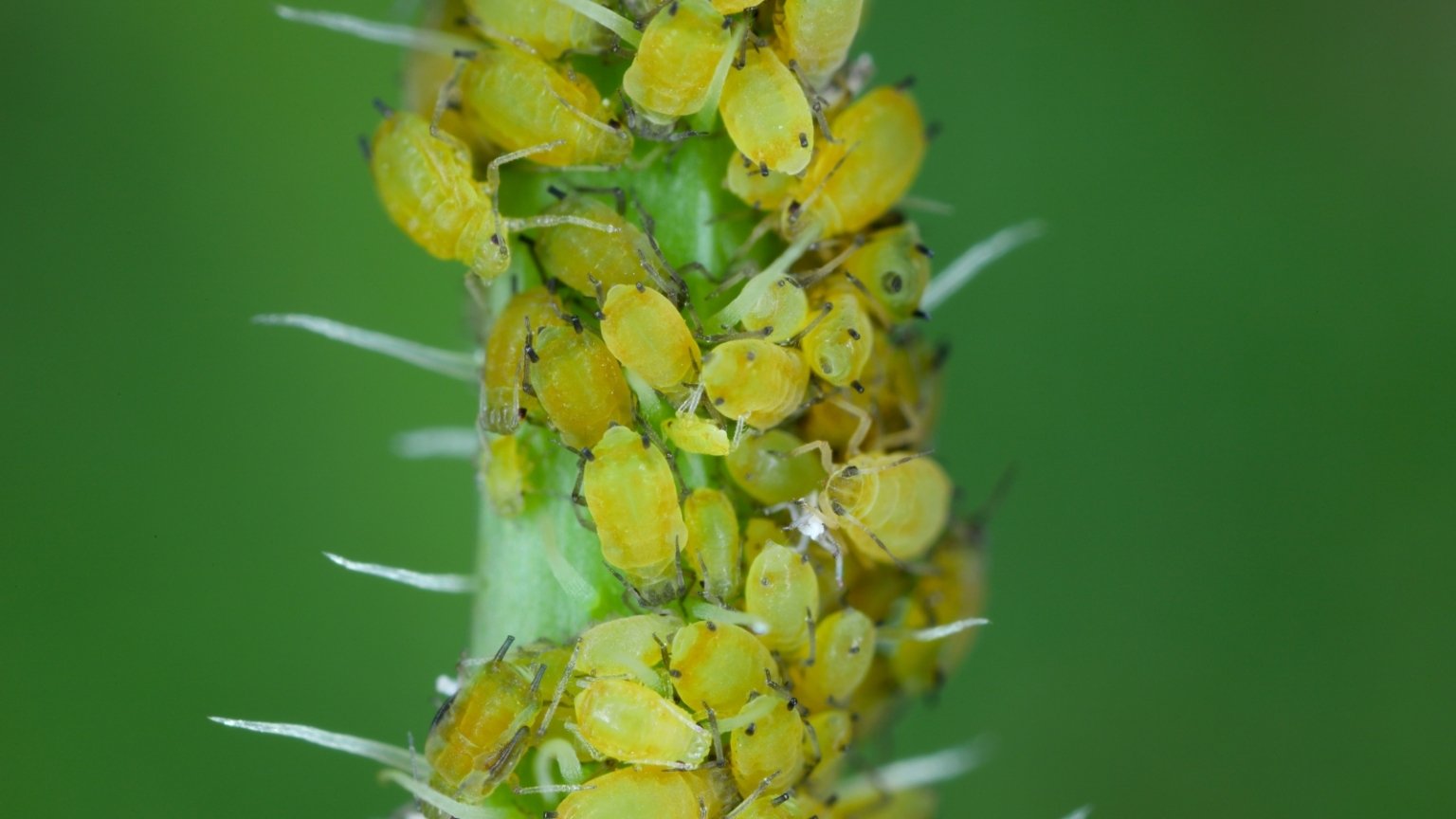 13 Common Watermelon Pests: How to Identify, Prevent, and Treat Them