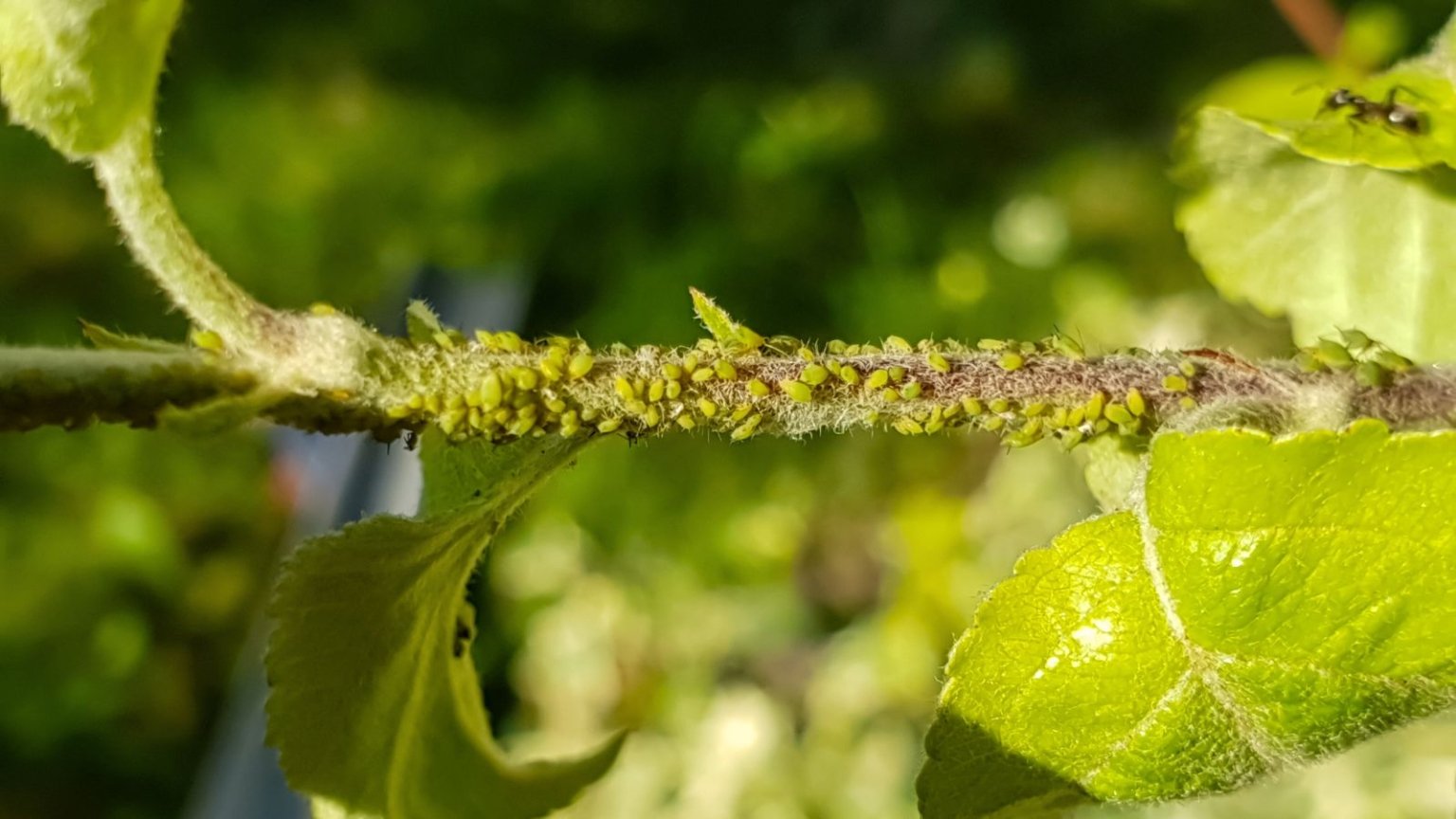 13 Causes of Brown, Wilted, or Crisp Leaves on Your Garden Plants