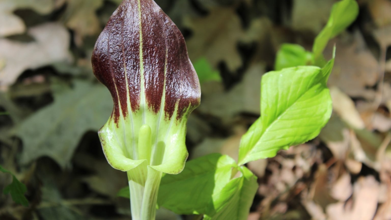 29 Native Plants For North Carolina Gardens