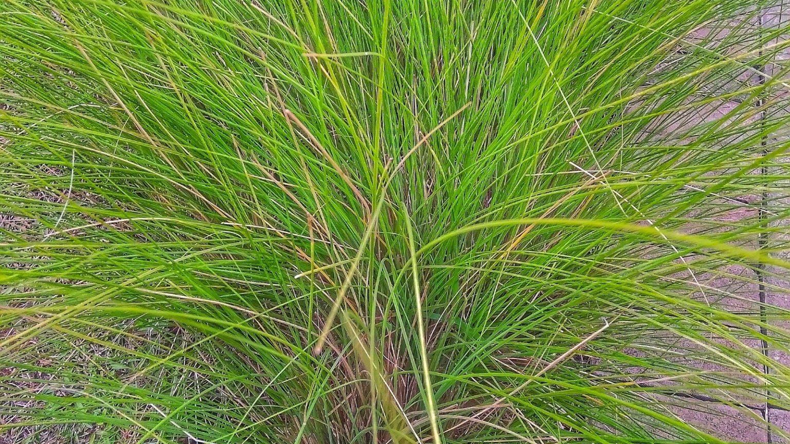 23 Plants to Grow Under Pine Trees