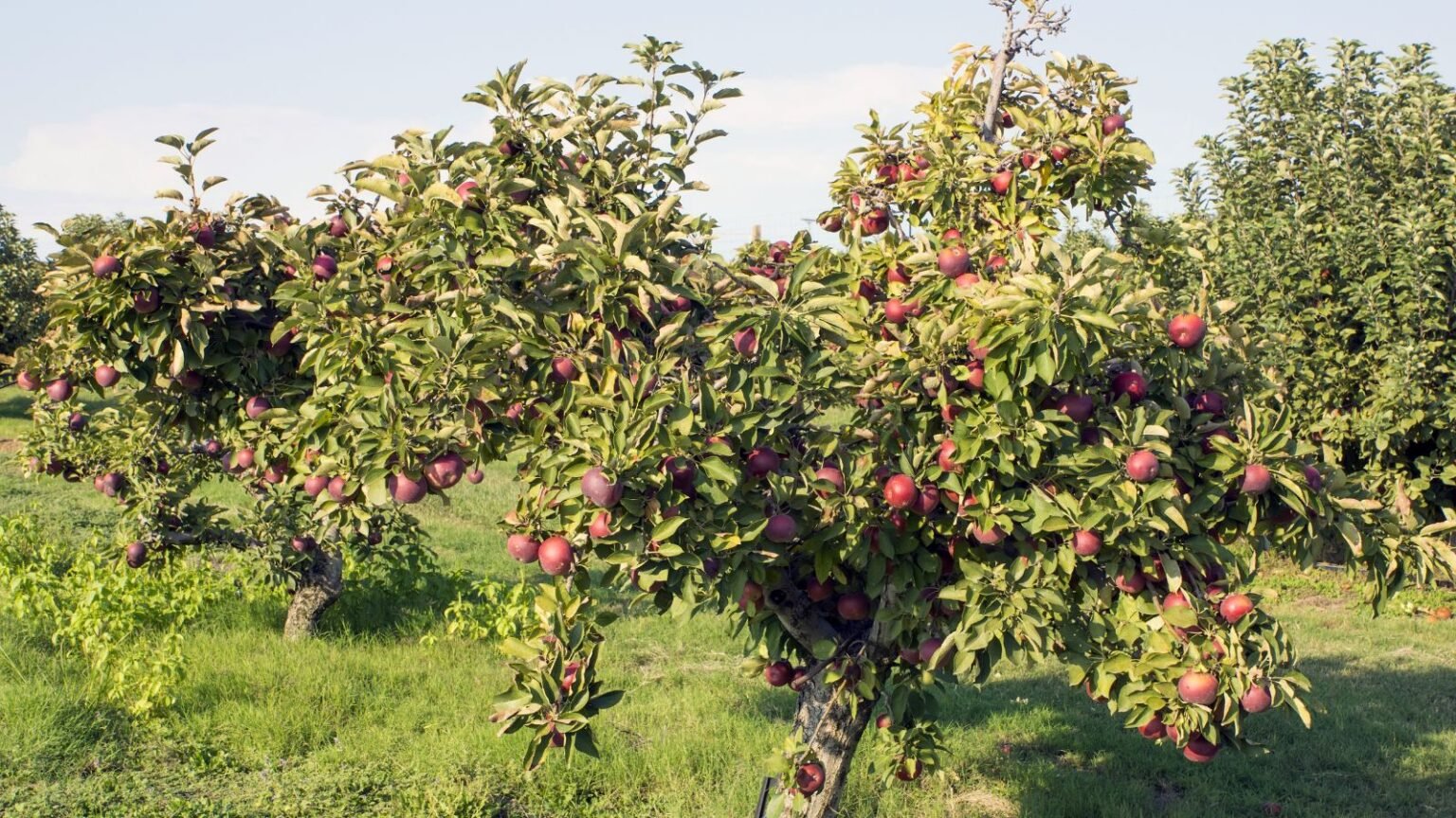 75 Heirloom Apples You’ve Probably Never Heard Of - Epic Gardening