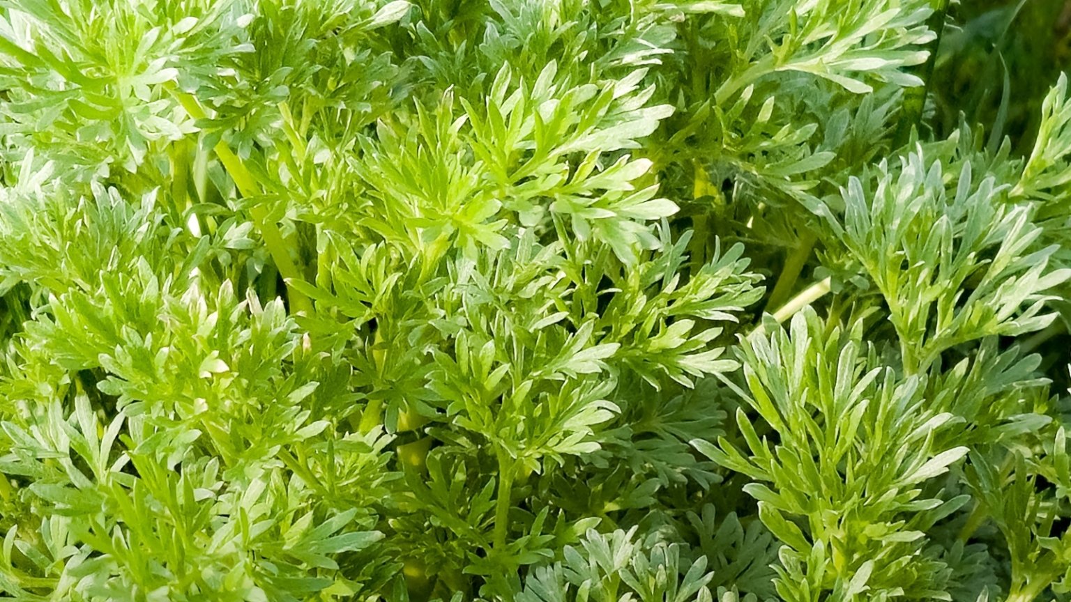 21 Best Landscaping Plants For Gardens with Sandy Soil