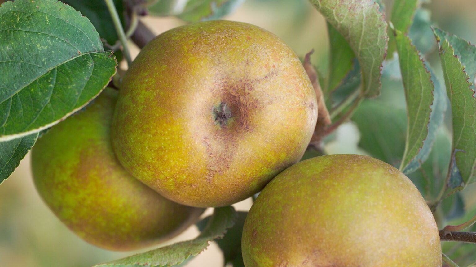 75 Heirloom Apples You’ve Probably Never Heard Of - Epic Gardening