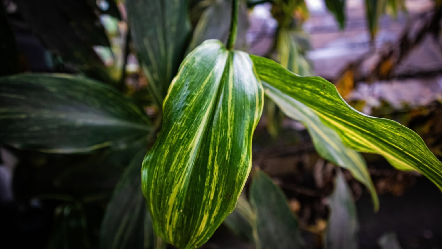 21 Outdoor Plants With Variegated Leaves