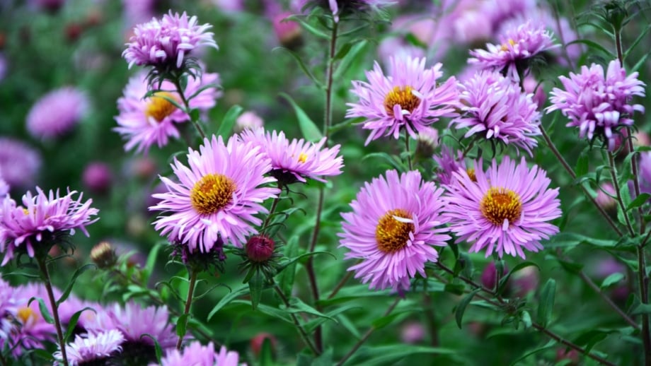 21 Native Wildflowers for Tennessee Gardens