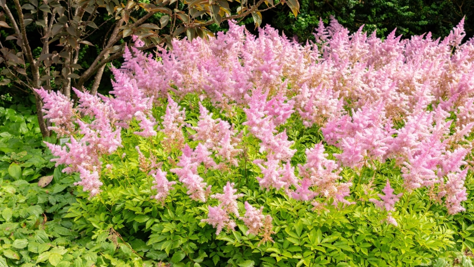 Astilbe Care: Plumes Of Brilliant Flowers - Epic Gardening