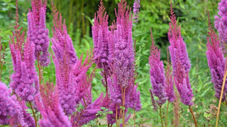 Astilbe Care: Plumes Of Brilliant Flowers - Epic Gardening