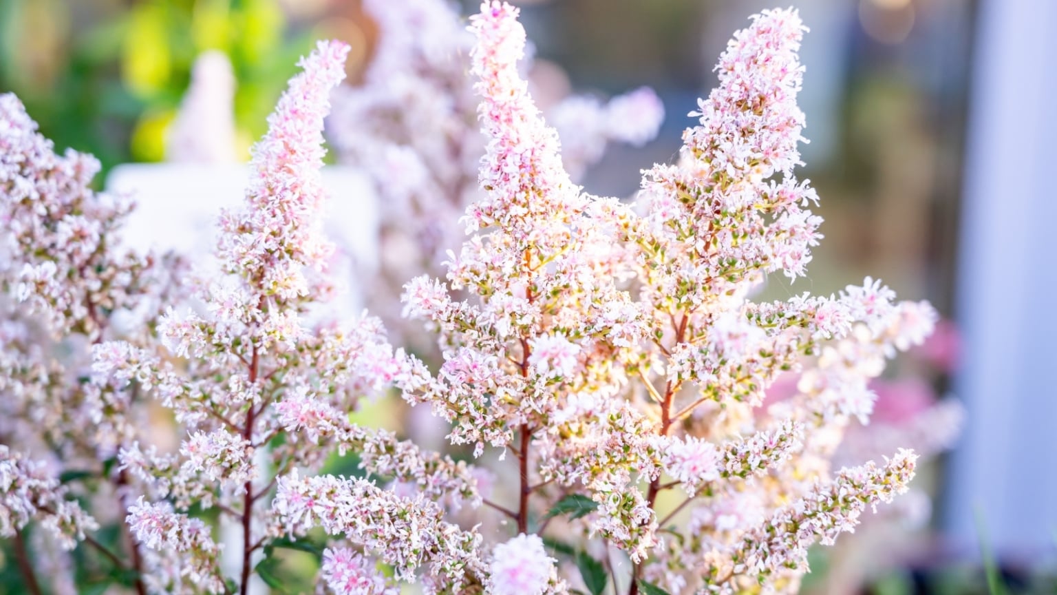 Astilbe Care: Plumes Of Brilliant Flowers - Epic Gardening