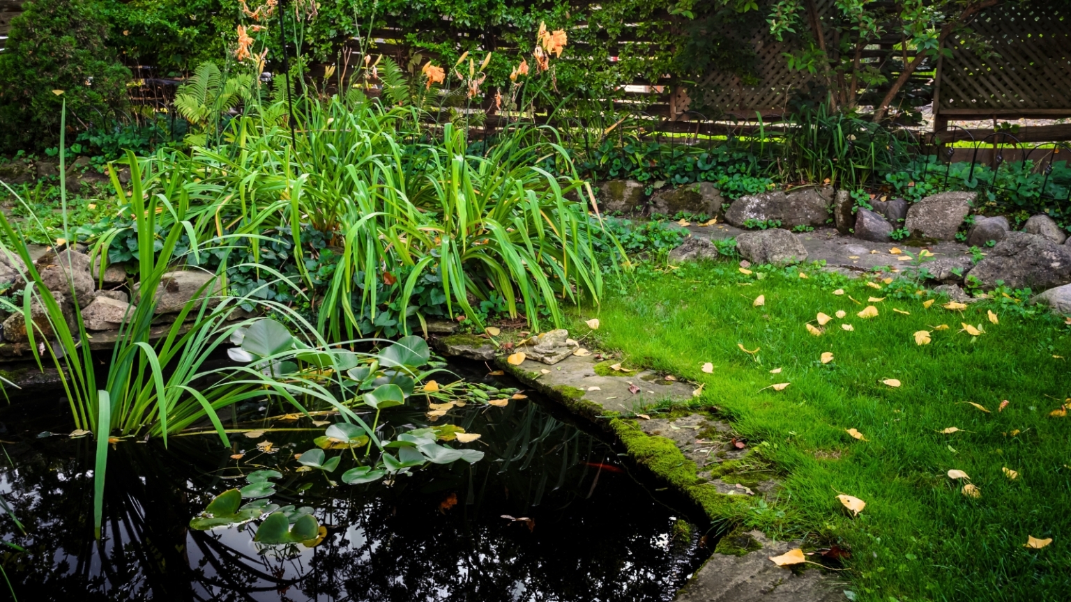 How to Rewild Your Backyard in 7 Easy Steps