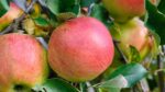 75 Heirloom Apples You’ve Probably Never Heard Of - Epic Gardening