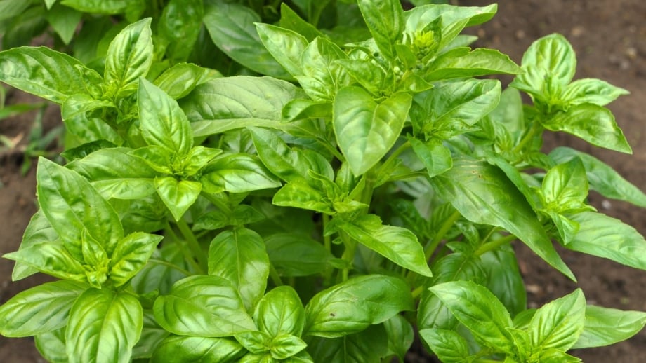 How to Prevent Your Basil From Bolting: 7 Pro Tips