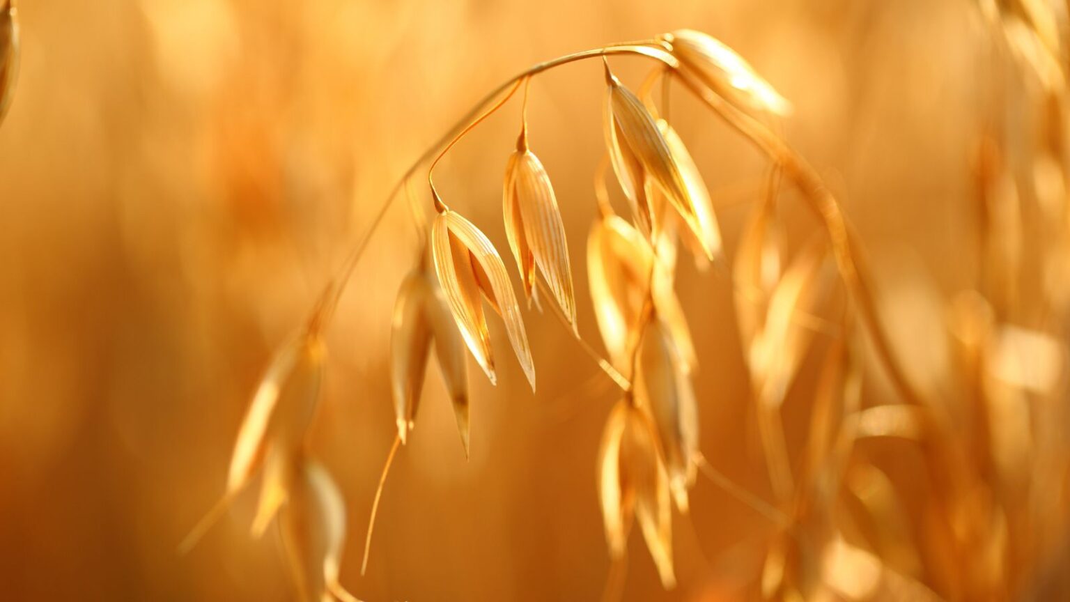 How to Plant, Grow, and Care for Oats