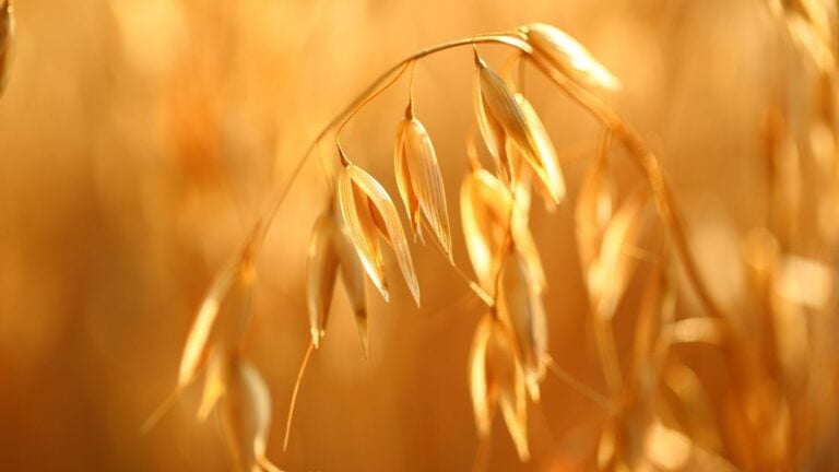 How to Plant, Grow, and Care for Oats