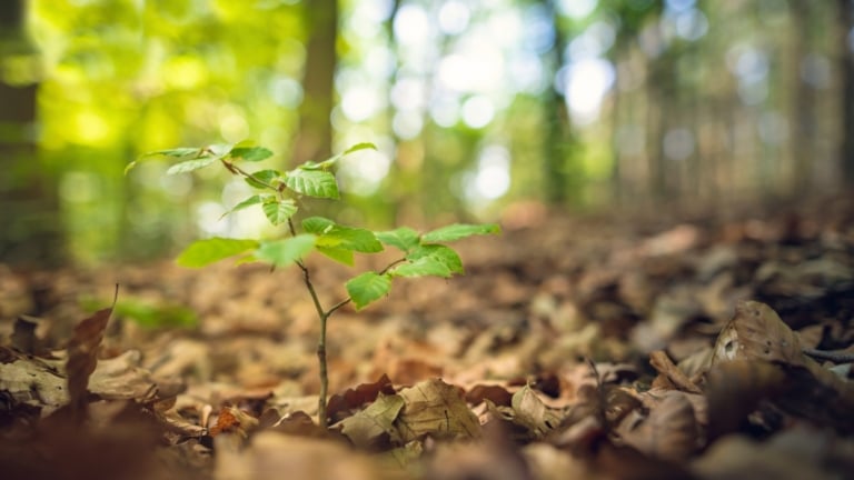 How to Plant, Grow, and Care for American Beech Trees