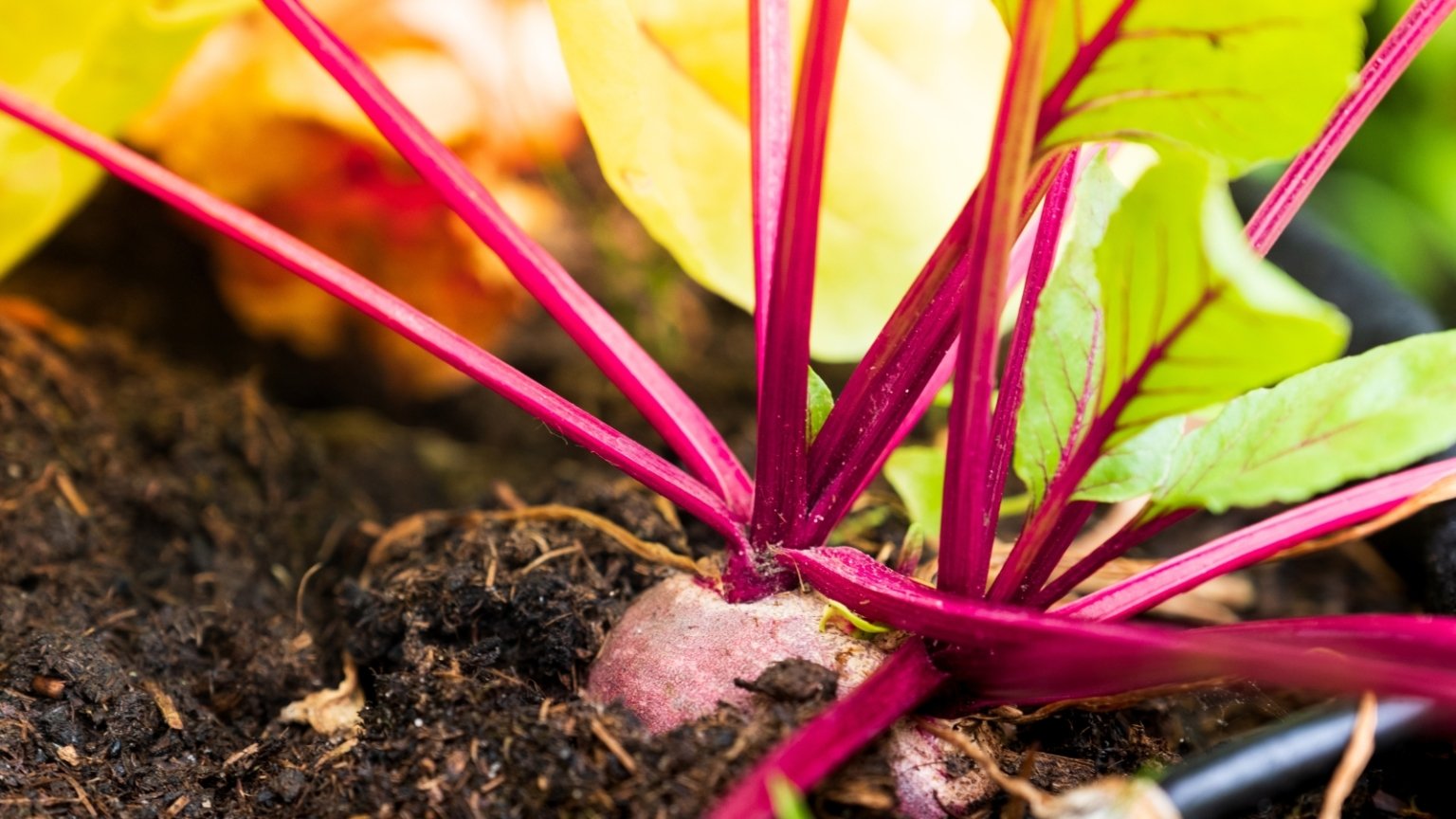 15 Plants You Should Be Growing in Raised Beds