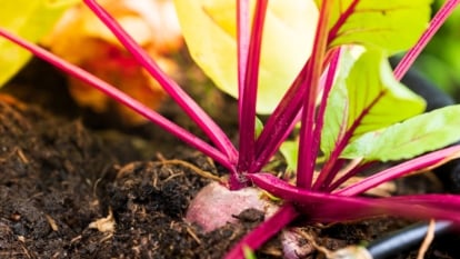 26 Types Of Beet You Need To Grow
