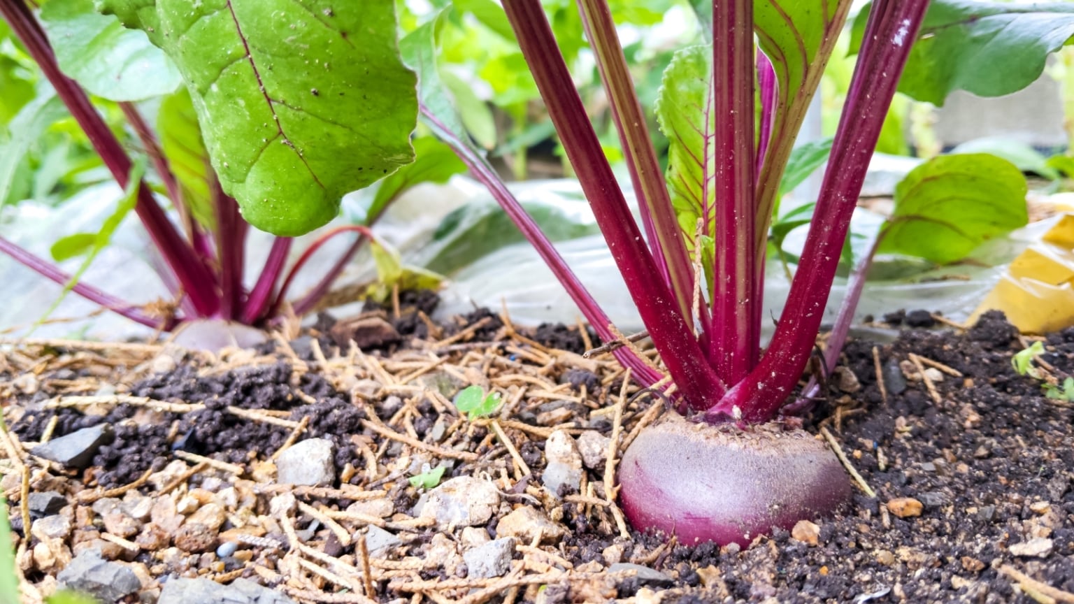 26 Types Of Beet You Need To Grow