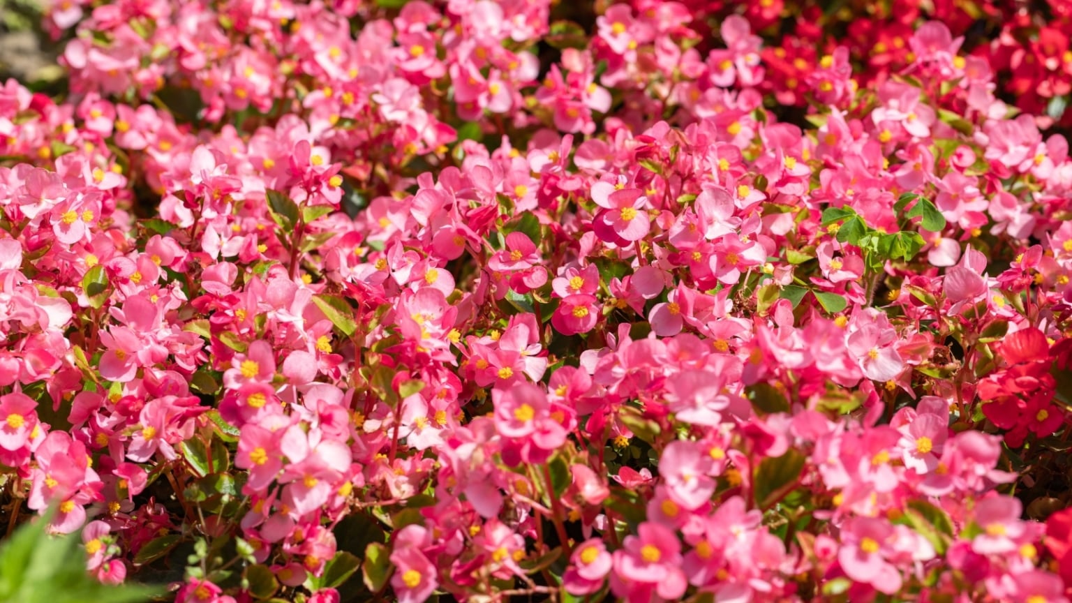 21 Best Short Perennials for the Front of the Border