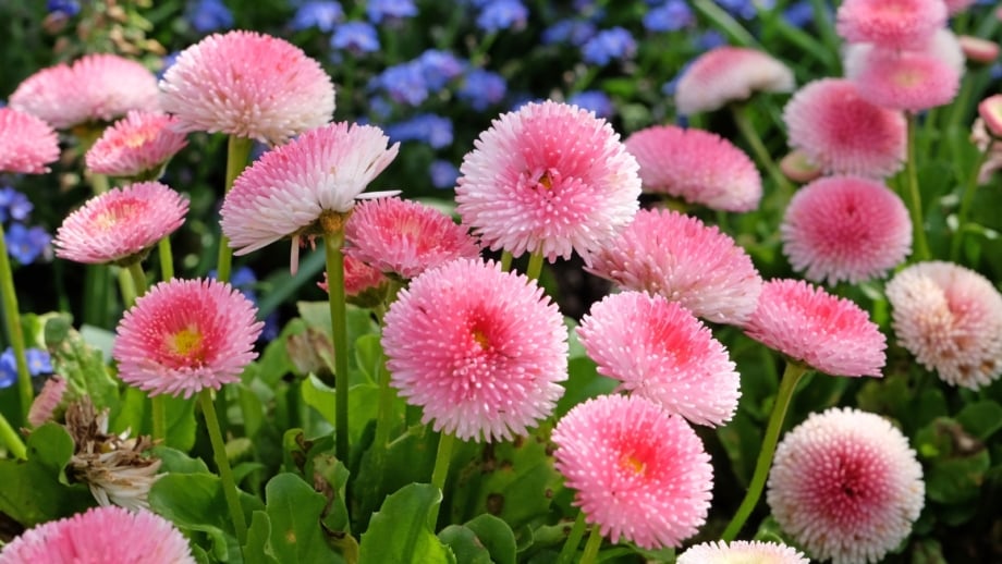 21 Best Short Perennials for the Front of the Border