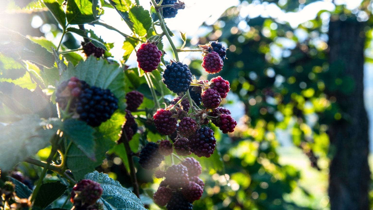 How to Plant, Grow, and Care for Marionberries