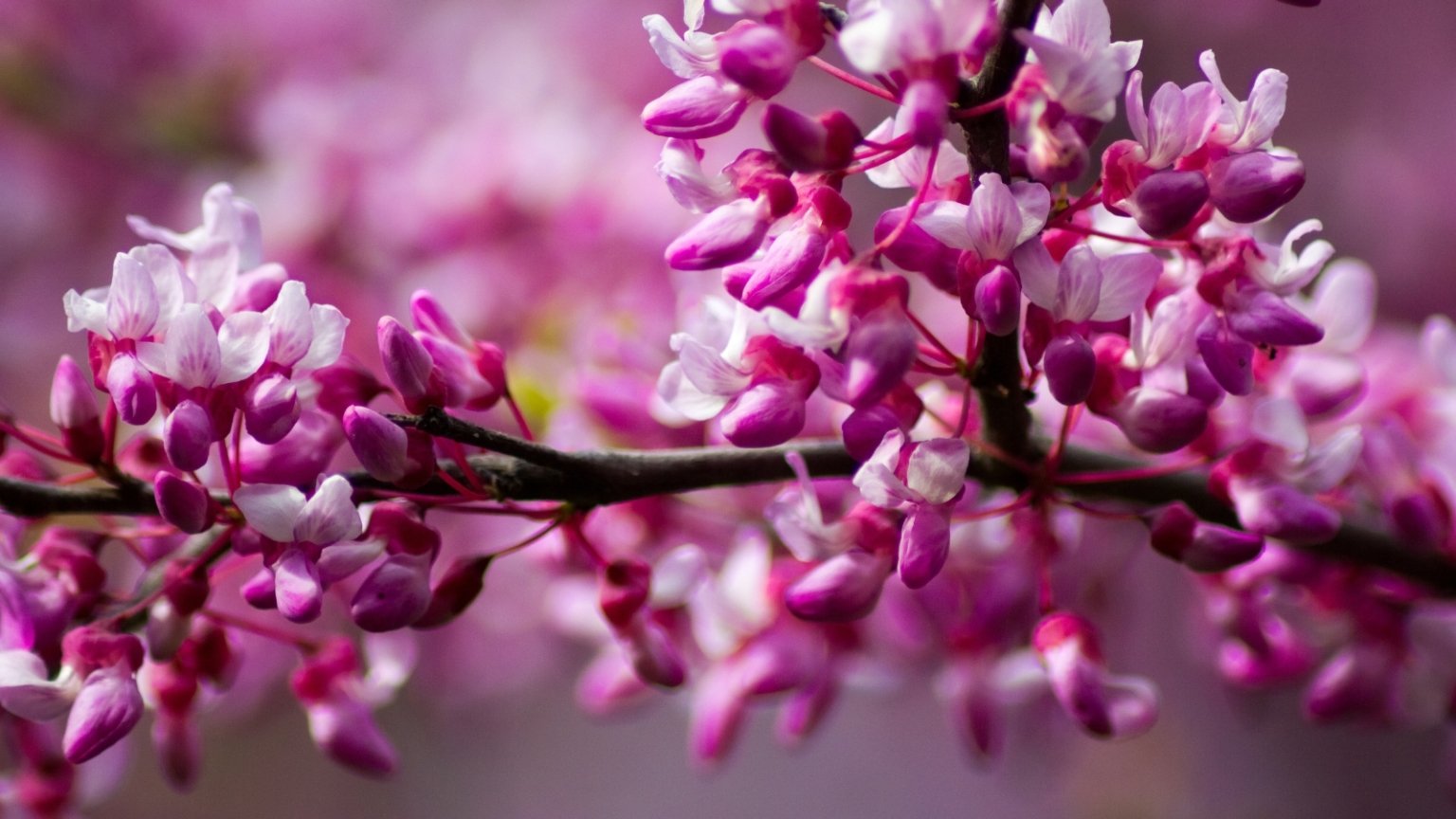 23 Different Redbud Tree Varieties For the Home Garden
