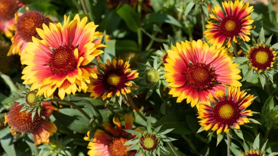 33 Native Plants That Bloom in Fall