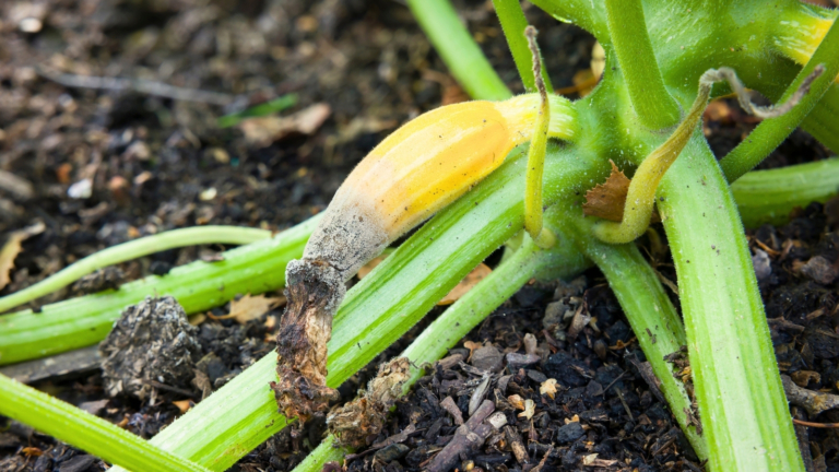 Zucchini Rotting at The Ends: Treating Blossom-End Rot in Zucchini