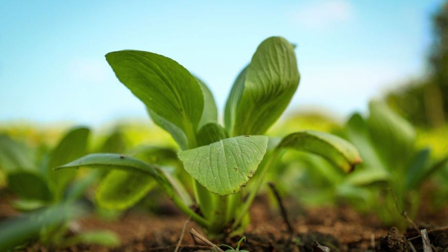 17 Crops to Plant In Your Greenstalk Planter This Labor Day