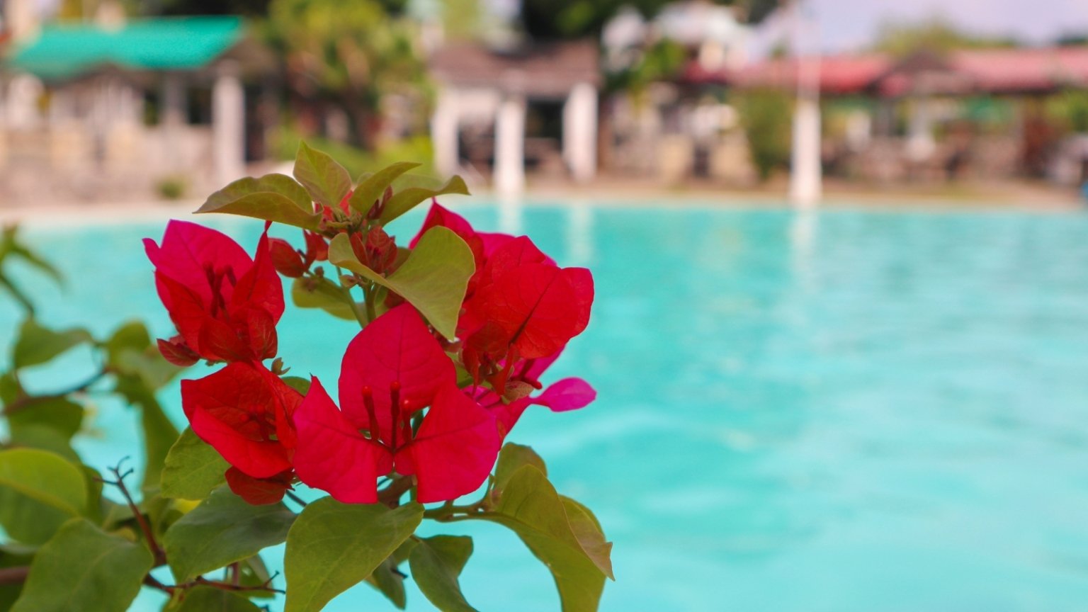 21 Best Plants To Grow Around Your Pool