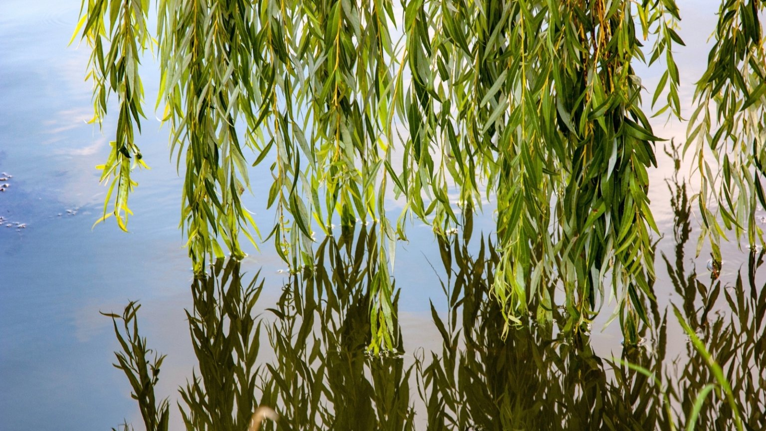 How to Plant, Grow, and Care For Weeping Willow Trees