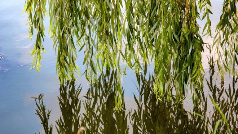 How to Plant, Grow, and Care For Weeping Willow Trees