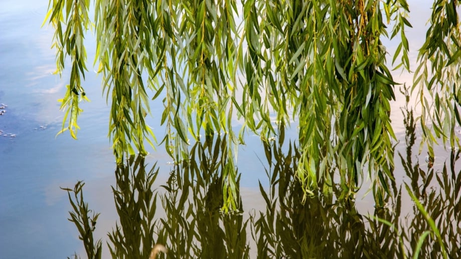 How to Plant, Grow, and Care For Weeping Willow Trees