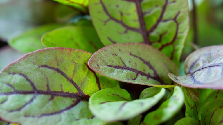 How to Grow Sorrel Microgreens in 5 Easy Steps