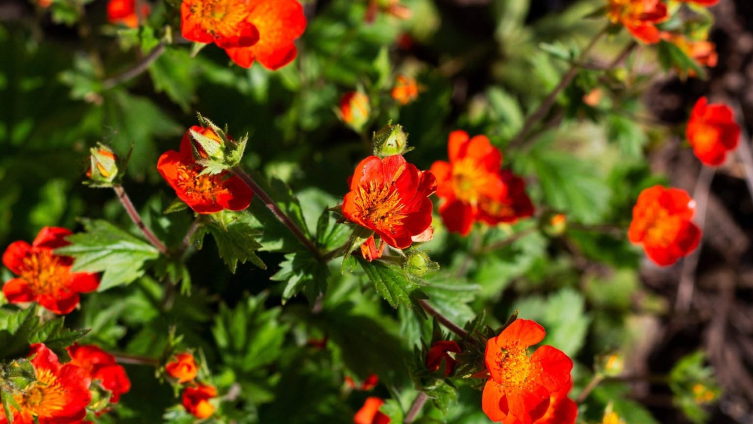 How to Plant, Grow, and Care For Geum Flowers