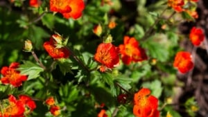 How to Plant, Grow, and Care For Geum Flowers