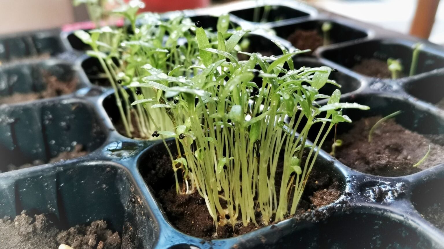 How To Grow Spinach Microgreens in 6 Easy Steps