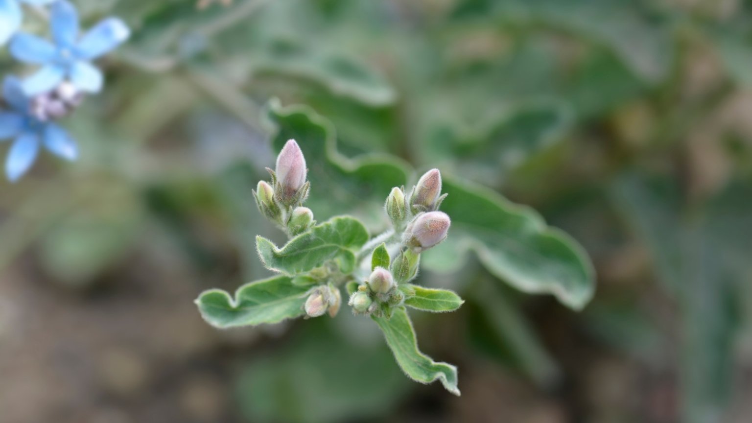 How to Plant, Grow, and Care for Tweedia