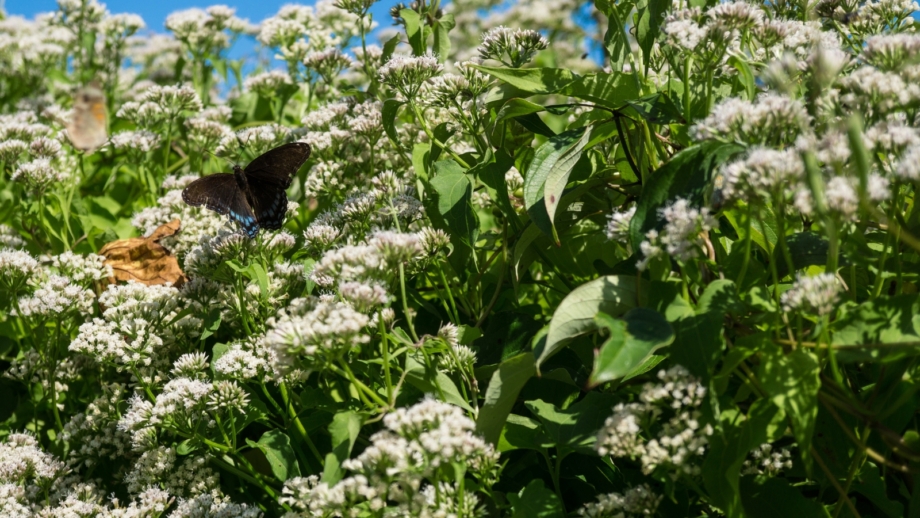31 Native Plants That Attract Wildlife