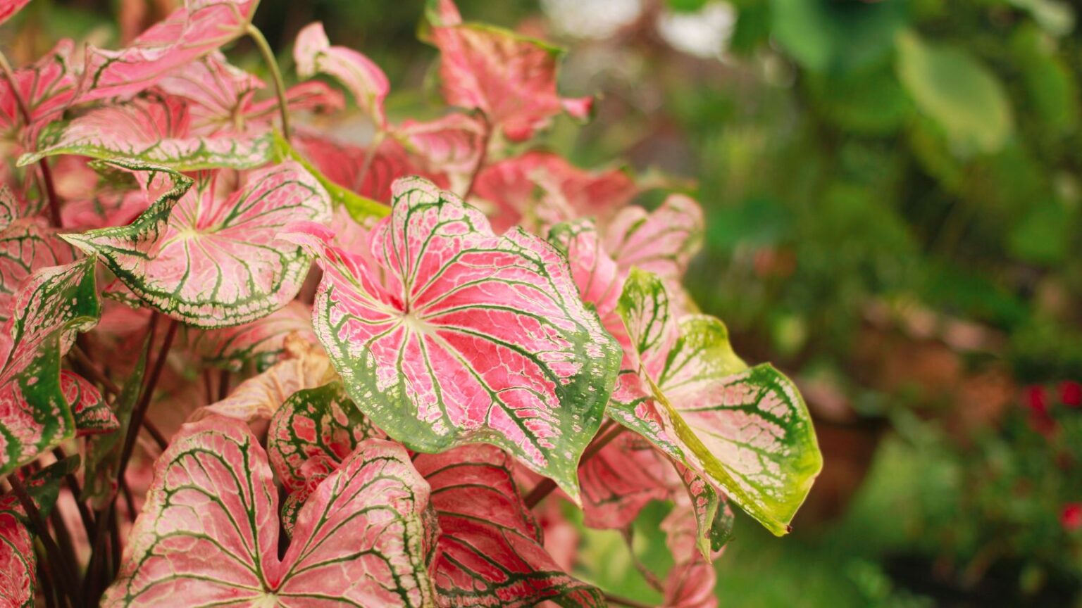 21 Garden Plants With Pink Leaves