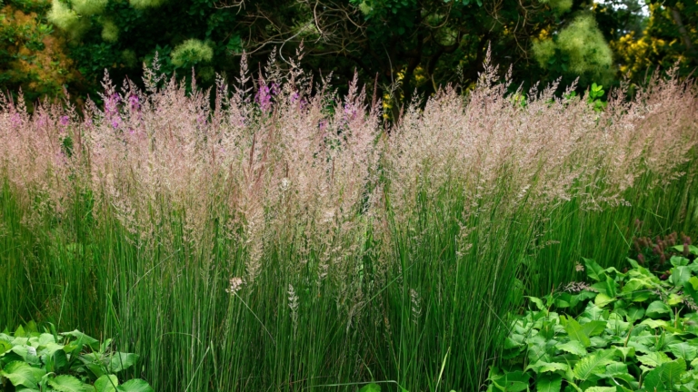 11 Best Ornamental Grasses To Create A Privacy Screen