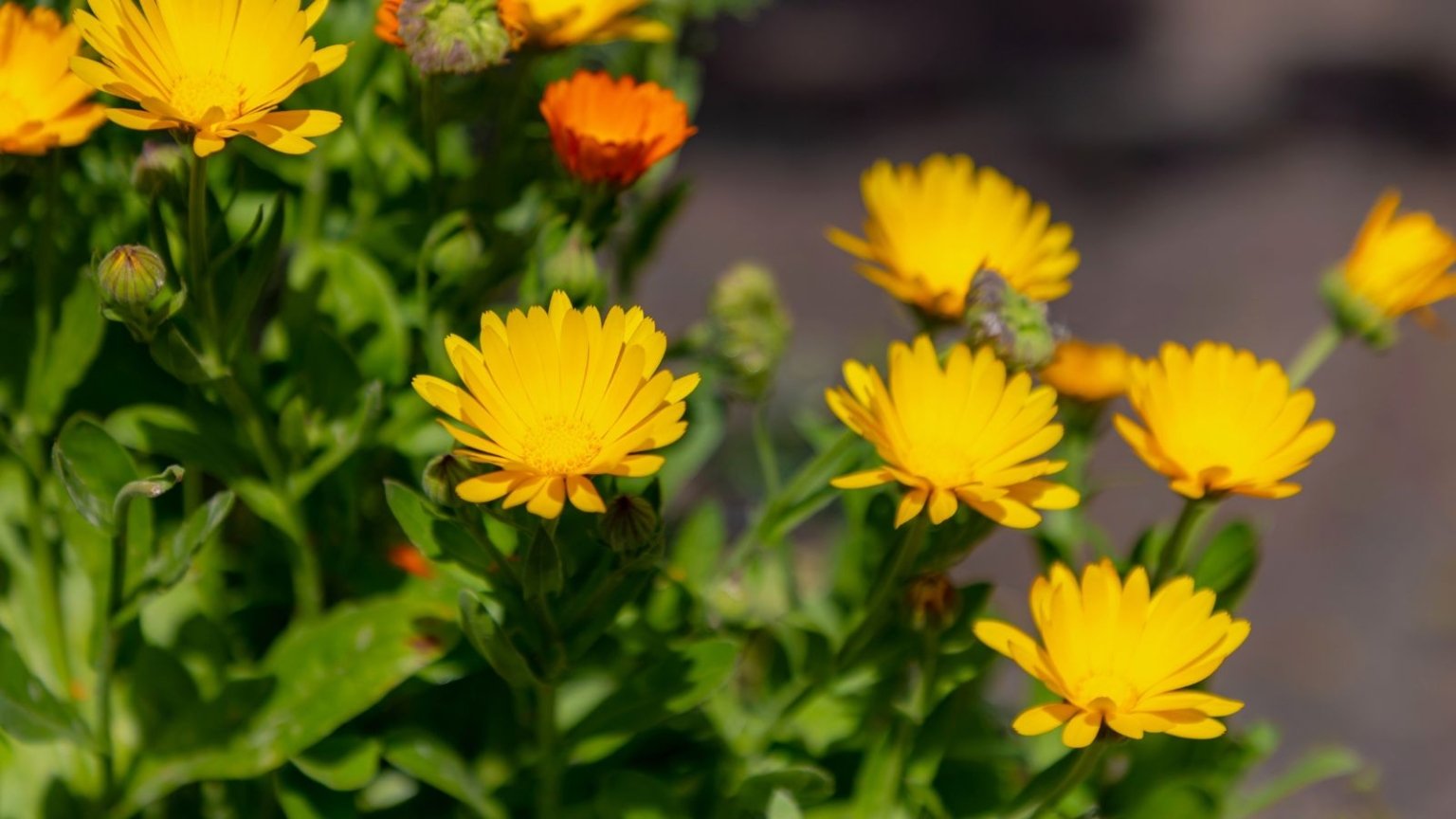 19 Herbs With Yellow Flowers