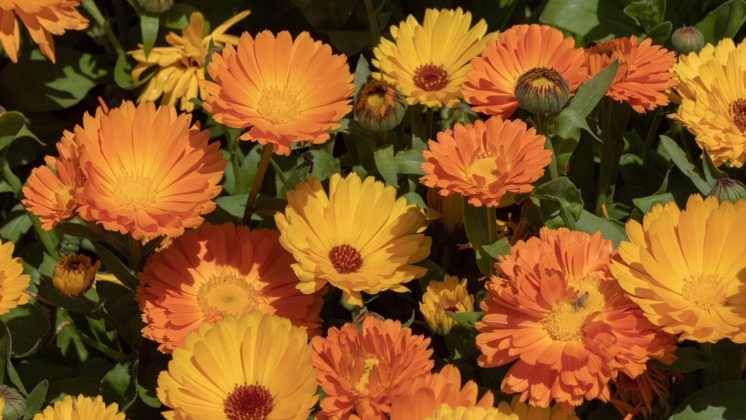 23 Easy Beginner Flowers You Can Still Plant This Year