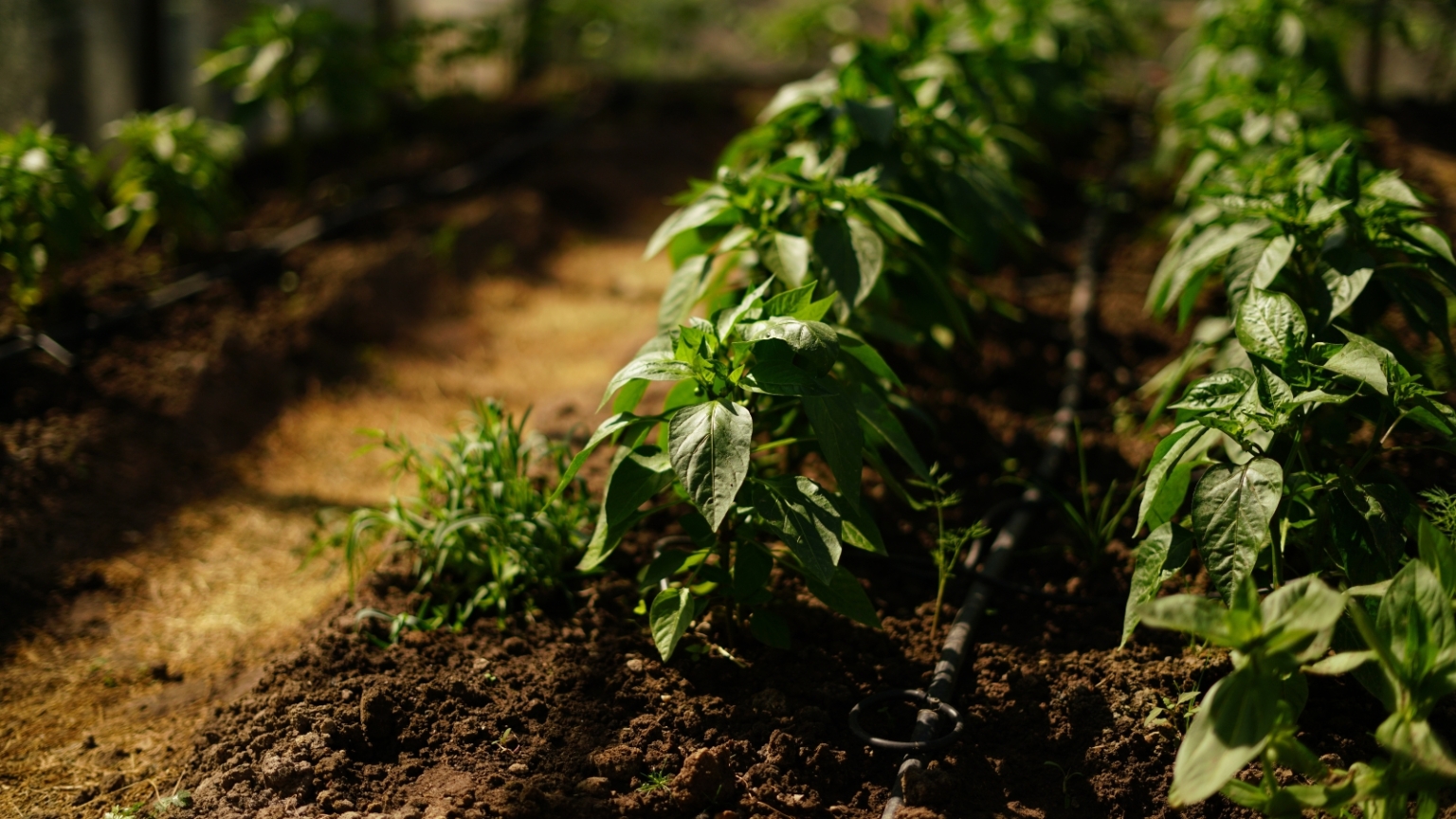 How to Plant, Grow, and Care for Cubanelle Peppers