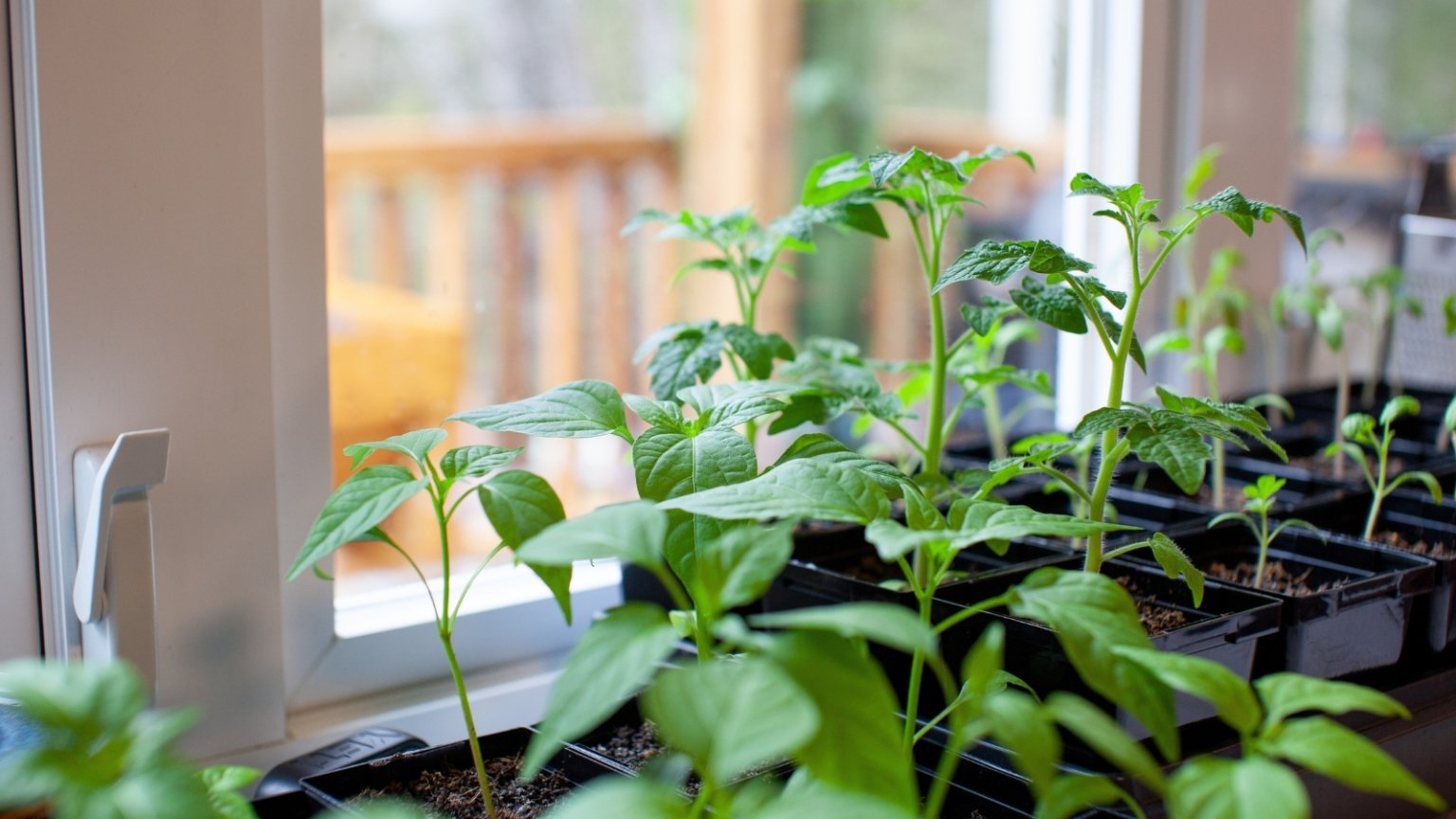 How to Plant, Grow, and Care for Pimiento Peppers