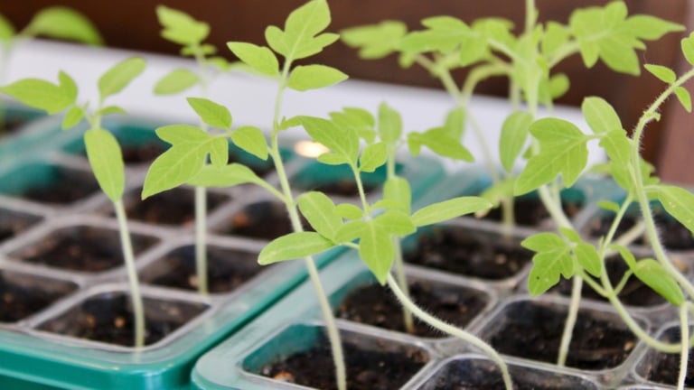 How to Plant, Grow, and Care for Cubanelle Peppers