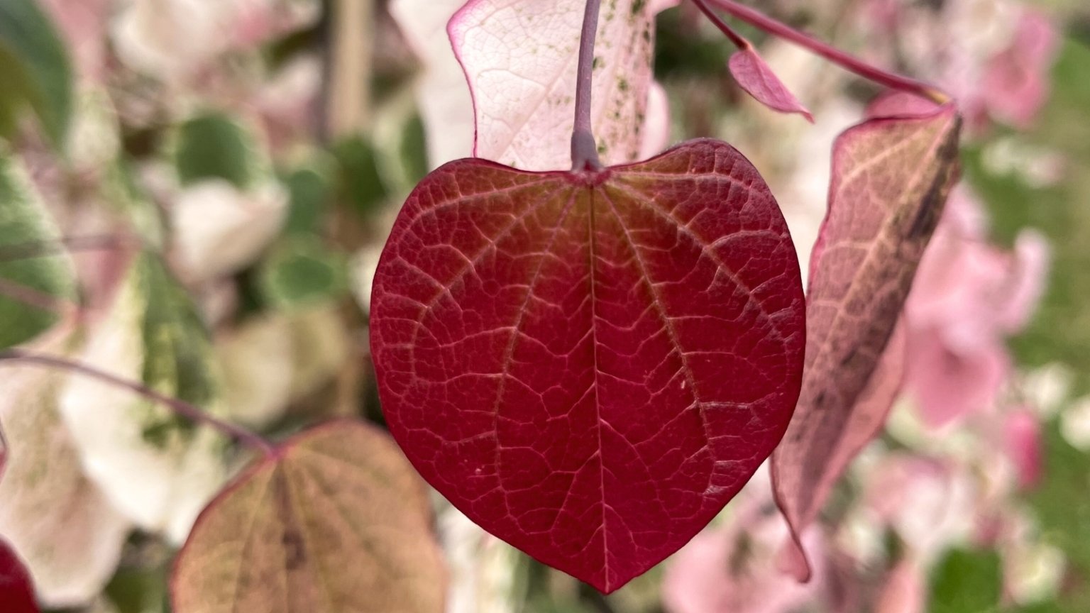 23 Different Redbud Tree Varieties For the Home Garden
