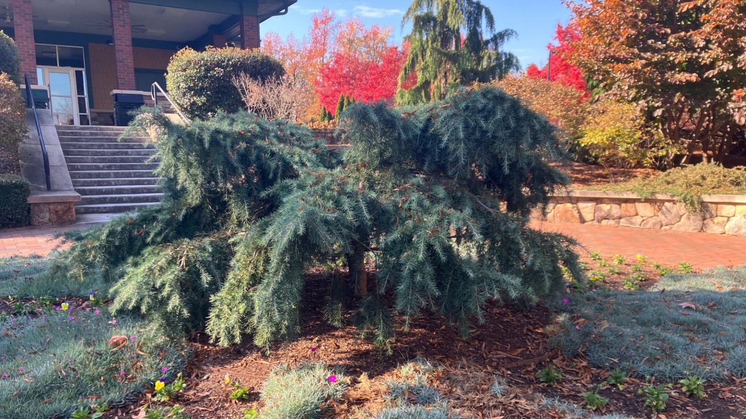 19 Dwarf Evergreen Trees for Your Landscape